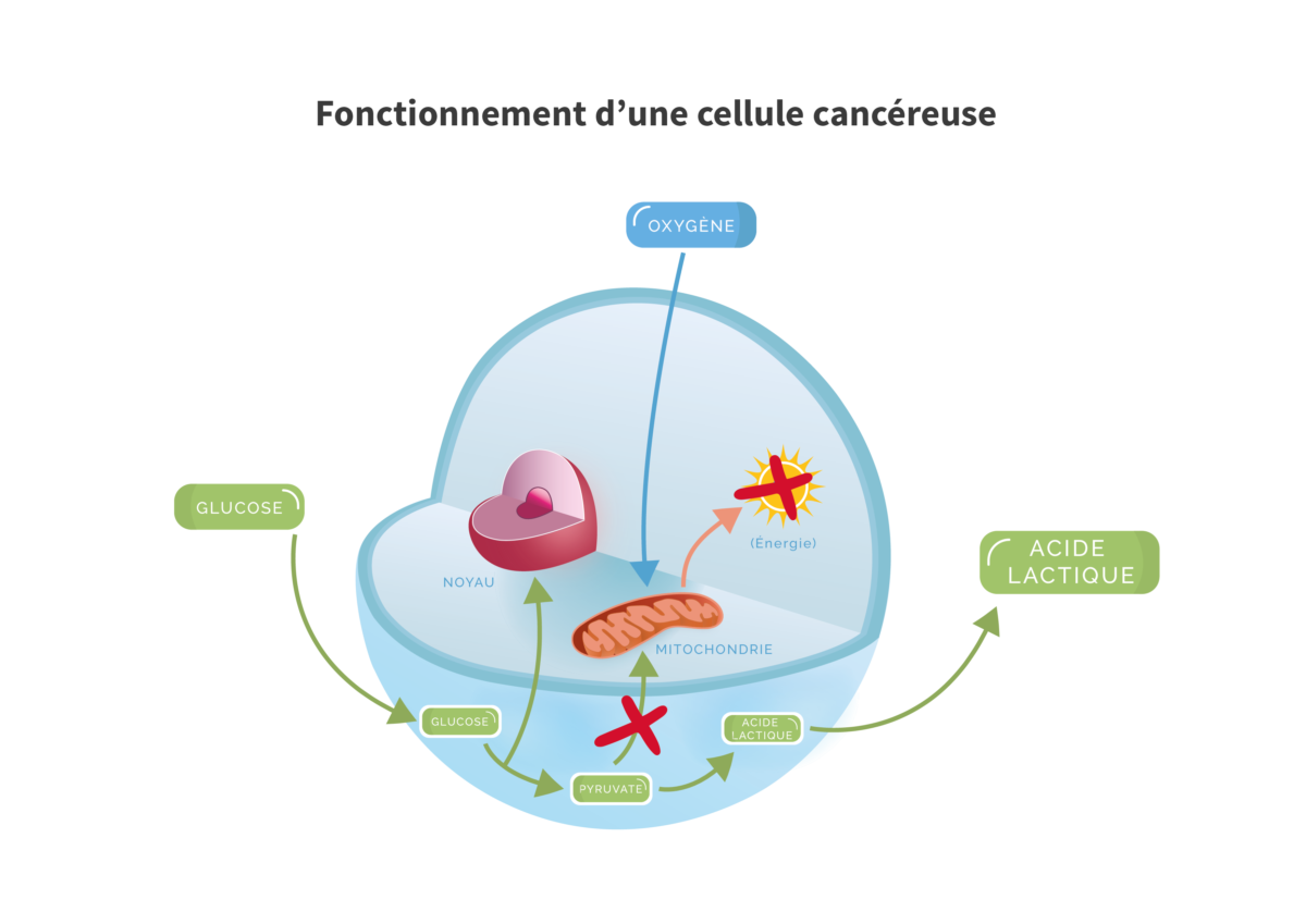 Cellule cancereuse : Fonctionnement, explications | Blog Bivea